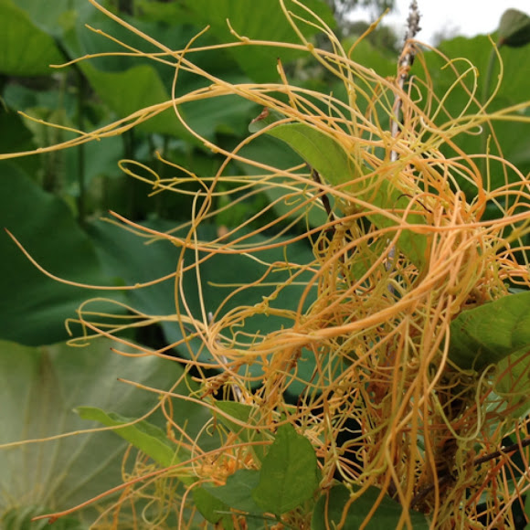 Cuscuta | Project Noah