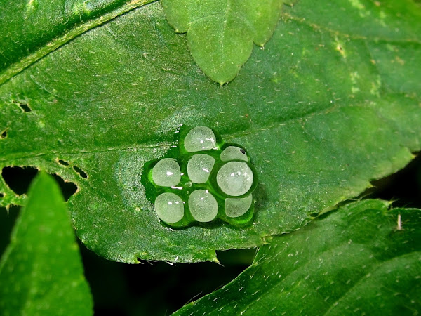 Tree Frog Eggs | Project Noah