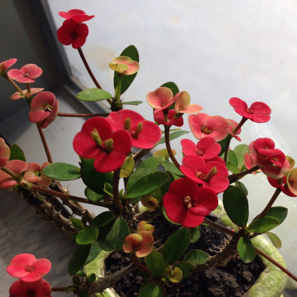 Spotting | Project Noah