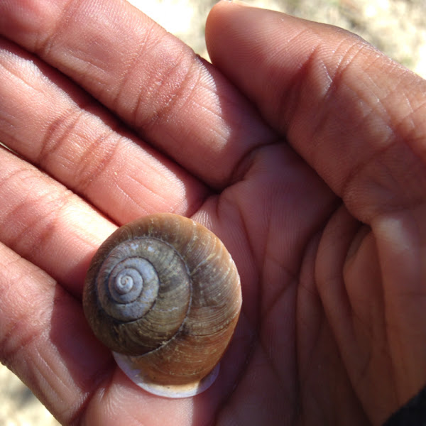 old snail shell | Project Noah