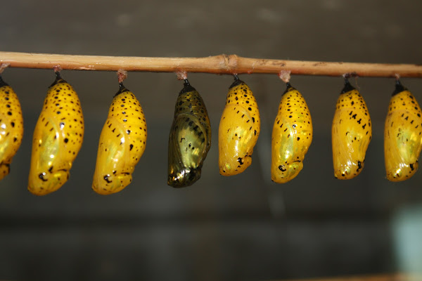 Tree Nymph et al. | Project Noah