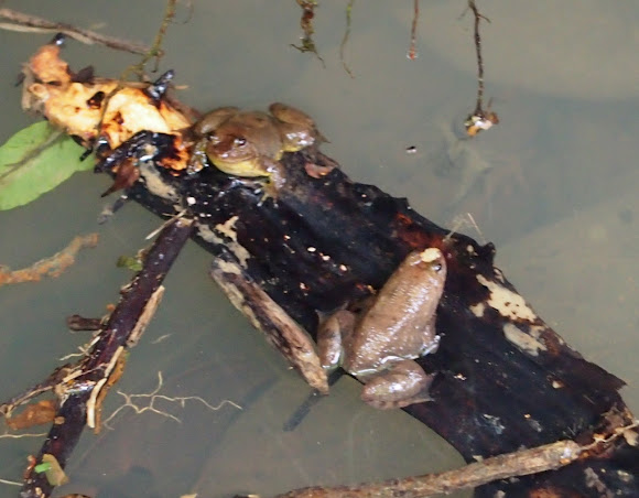 Yellow-bellied puddle frog | Project Noah