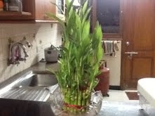 Bamboo plant | Project Noah