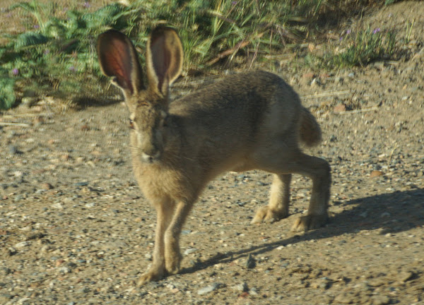 Black-tailed Jackrabbit | Project Noah