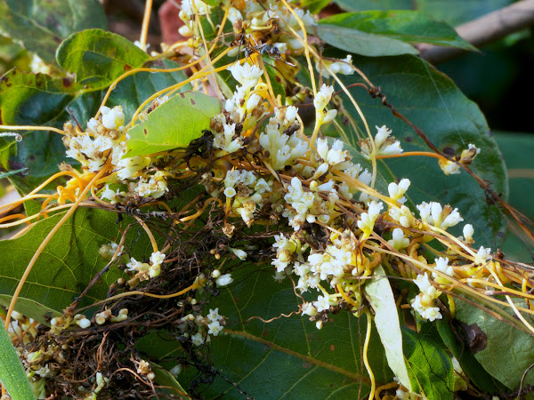 Dodder flowers | Project Noah