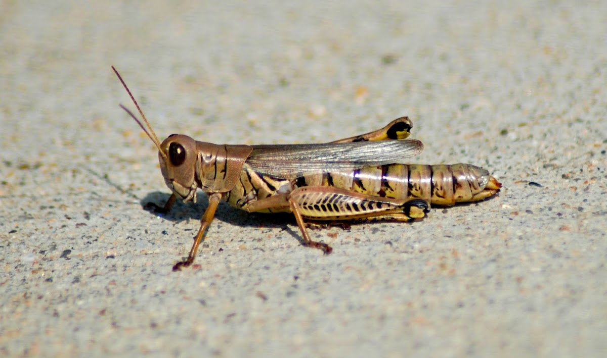 Differential Grasshopper | Project Noah
