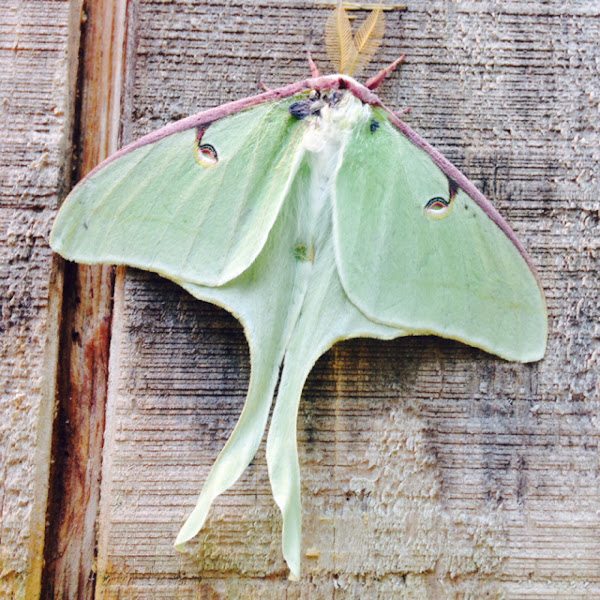 Luna moth | Project Noah