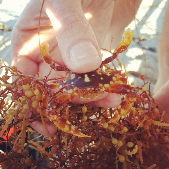 Sargassum Swimming Crab | Project Noah