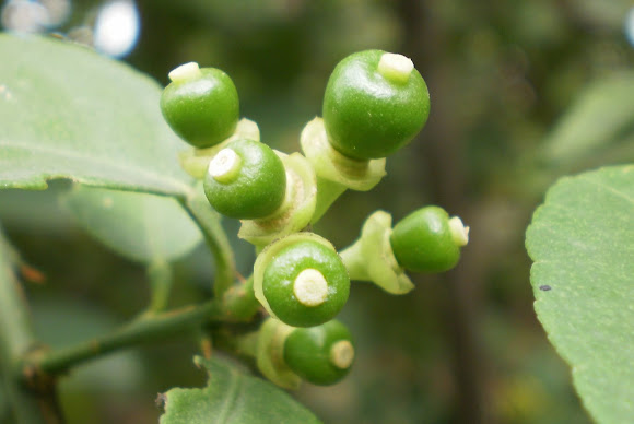 lemon bud | Project Noah