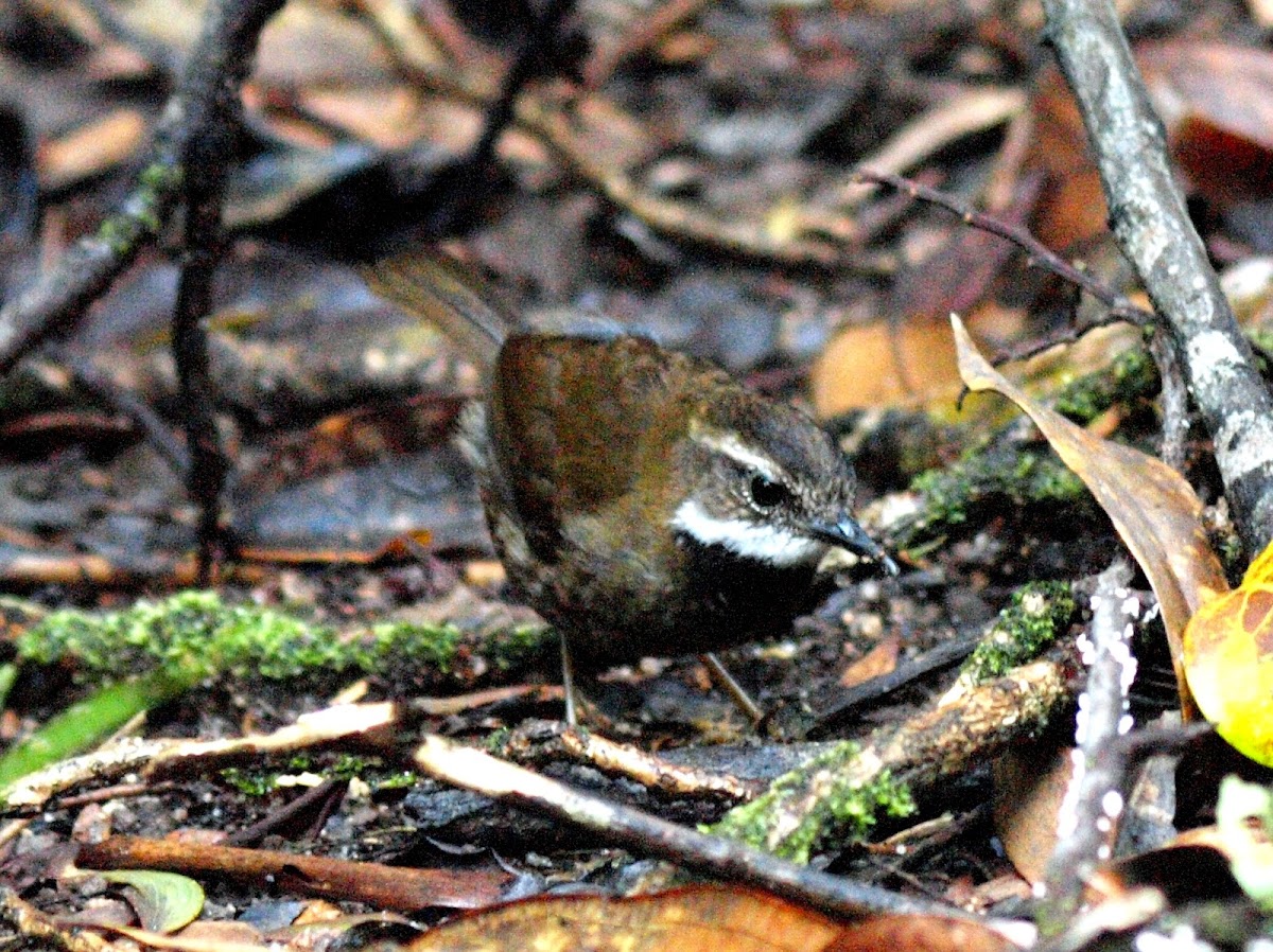Australian Fernwren | Project Noah