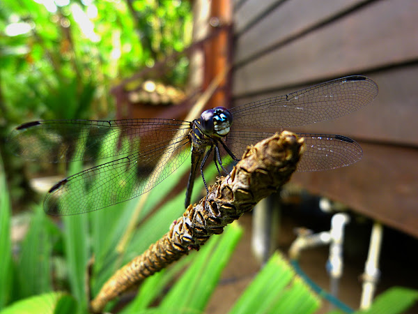 Dragonfly | Project Noah