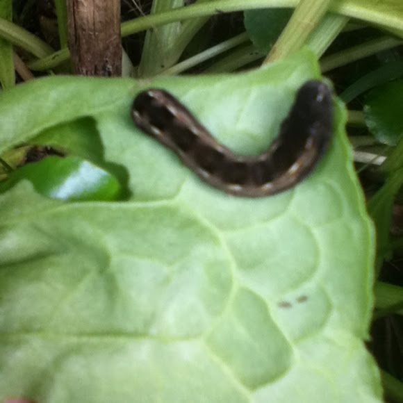 Yellow-Striped Armyworm | Project#N# Noah