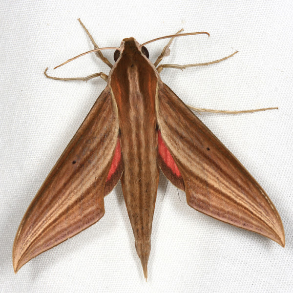 Sphinx Moth | Project Noah