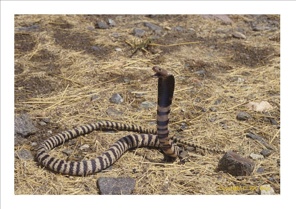 Zebra snake | Project Noah