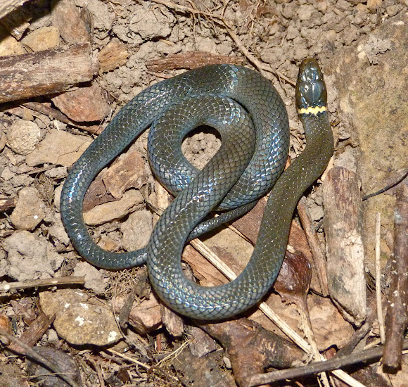 Ring-necked snake | Project Noah