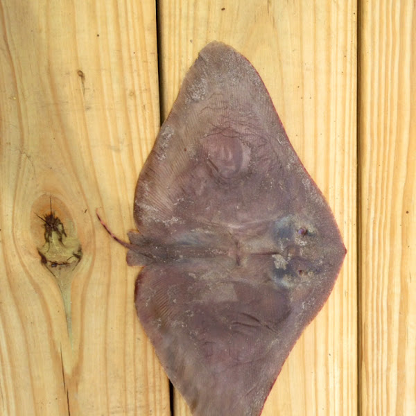 Smooth Butterfly Ray | Project Noah