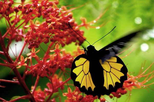 Southern Birdwing in flight | Project Noah