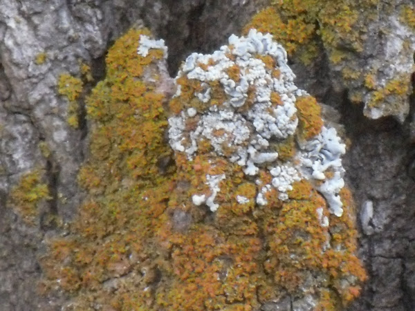Lichen | Project Noah