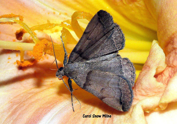 Variable Fan-Foot Moth | Project Noah