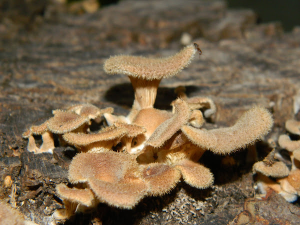 Panus rudis | Project Noah