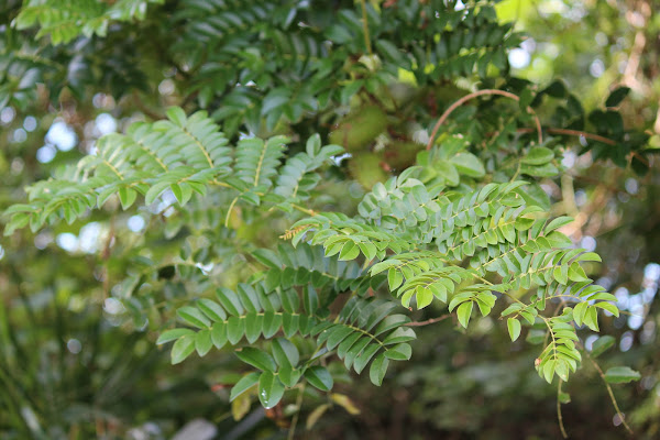 Gray Nickernut | Project Noah