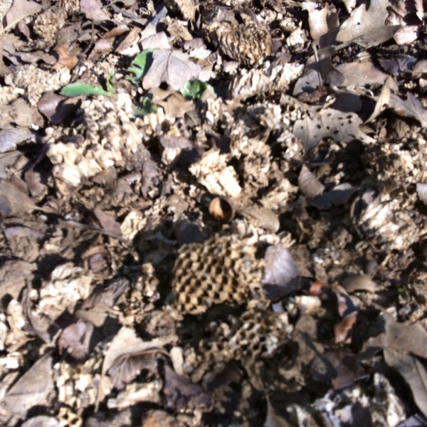 Skunk den with wasp nests | Project Noah