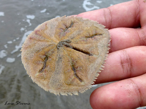 Sand Dollar | Project Noah