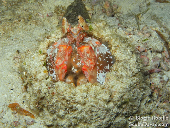 Zebra Mantis Shrimp | Project Noah