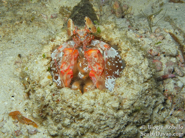 Zebra Mantis Shrimp | Project Noah