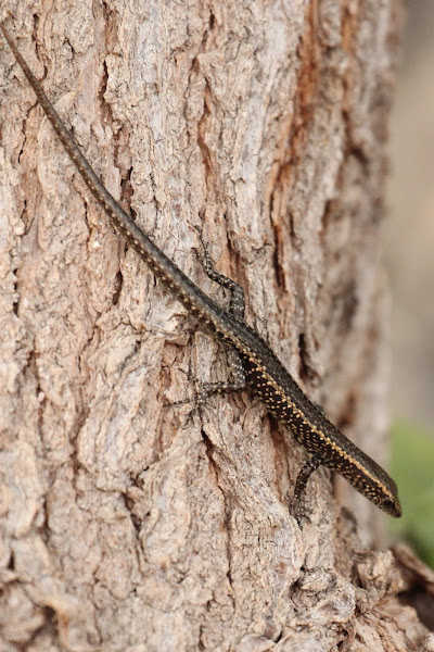Mottled Snake-eyed Skink | Project Noah