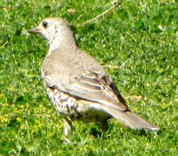 Mistle Thrush | Project Noah