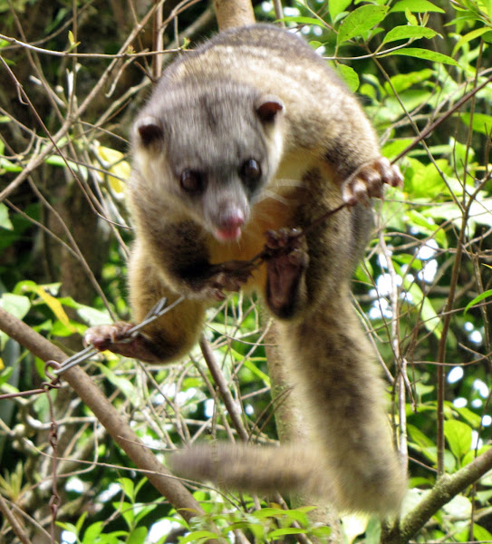 Bushy-tailed Olingo | Project Noah