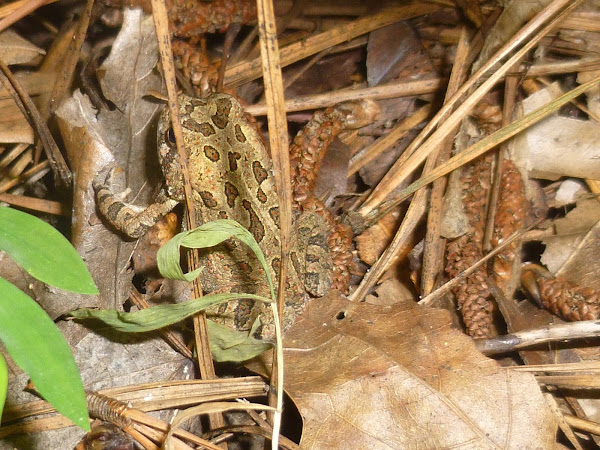 Fowler's Toad | Project Noah