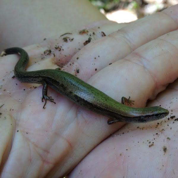 Ground Skink | Project Noah