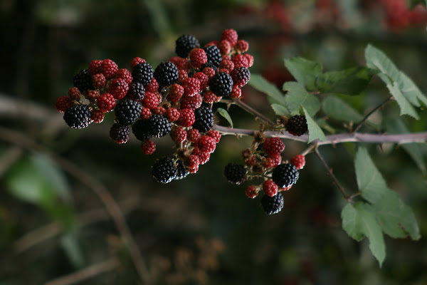 Rubus sp. | Project Noah