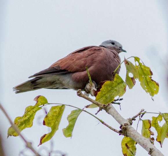 Red Turtle Dove | Project Noah