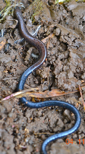 Salamander/Worm Salamander | Project Noah