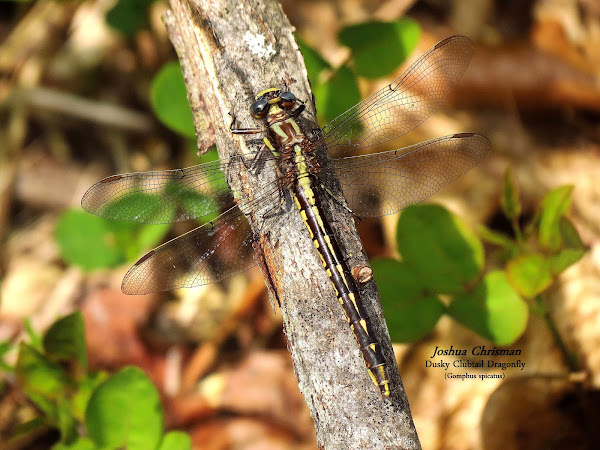 Dusky Clubtail Dragonfly | Project Noah