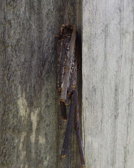 Faggot Case Moth | Project Noah