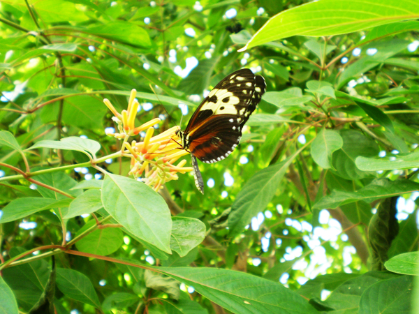 Tiger Longwing Butterfly | Project Noah