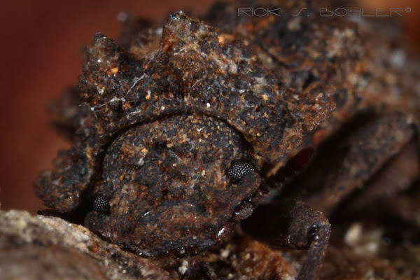 Horned Fungus Beetle | Project Noah