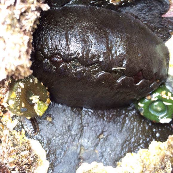 Black Katy Chiton | Project Noah