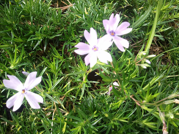 Blue emerald creeping phlox | Project Noah