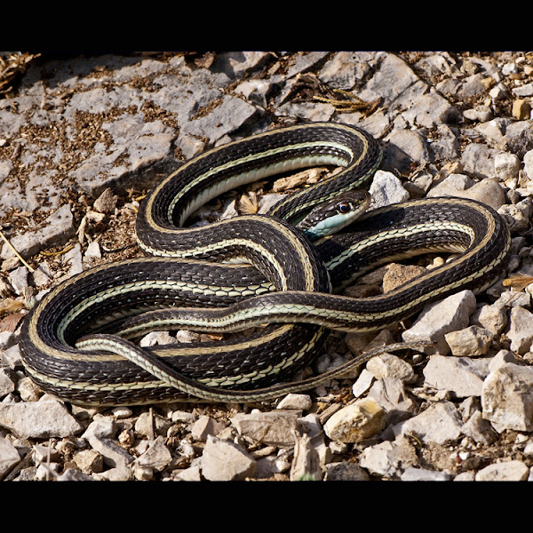 Orange Striped Ribbon Snake | Project Noah
