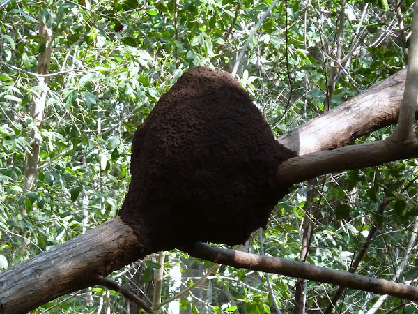 Termite Mound | Project Noah