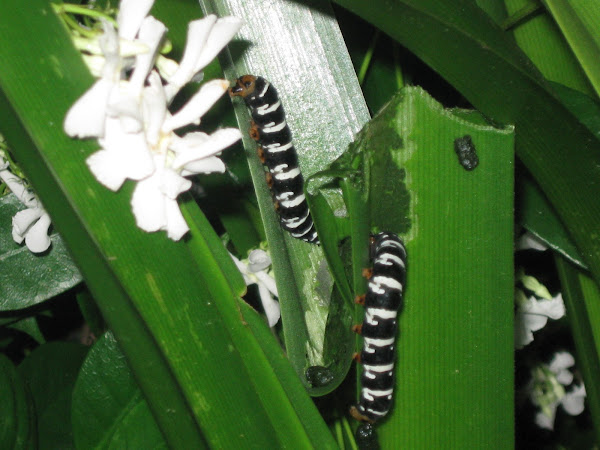 Spanish Moth Caterpillar | Project Noah