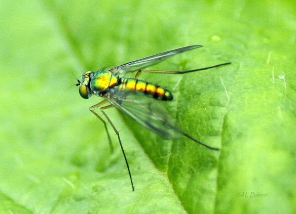 Long-legged Fly | Project Noah