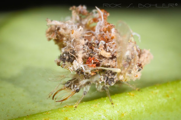 green lacewing larva/aphid lion | Project Noah