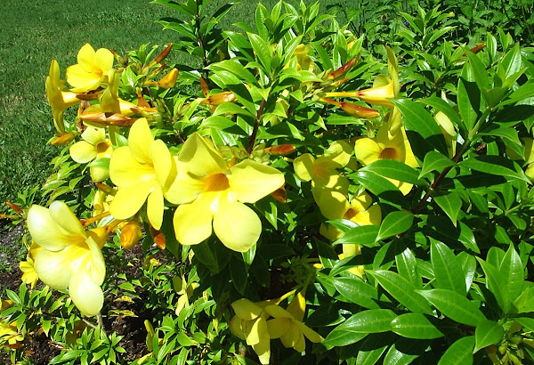 Golden Trumpet | Project Noah