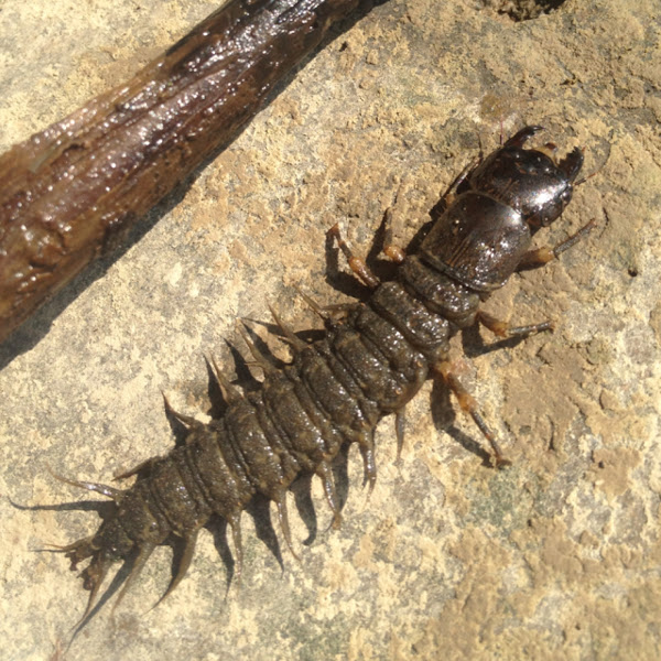 Hellgrammite | Project Noah